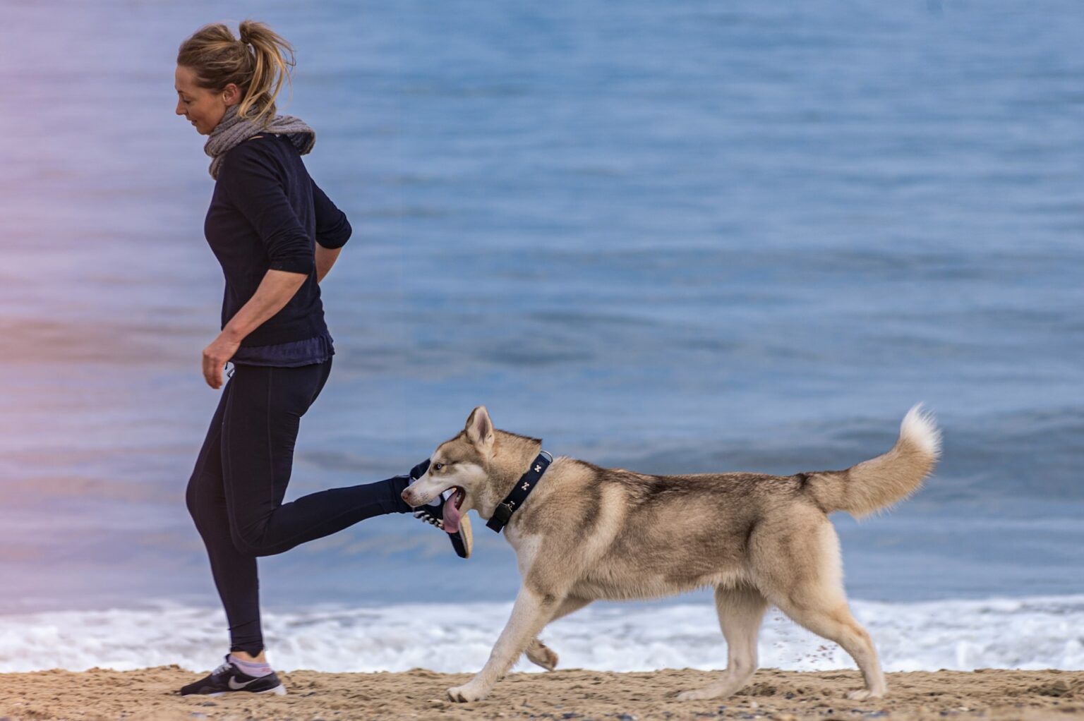 Running with Pets: How to Safely Run with Your Dog – Foxy Running